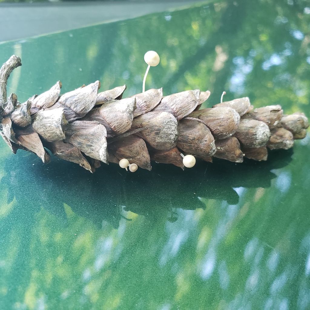 Conifercone Cap from Guernsey County, US-OH, US on August 22, 2023 at ...
