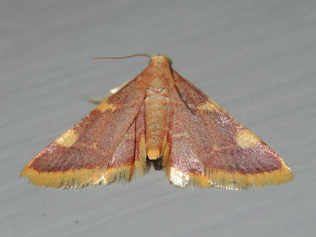 Clover Hayworm Moth in August 2023 by privatenoaccess. New to site ...