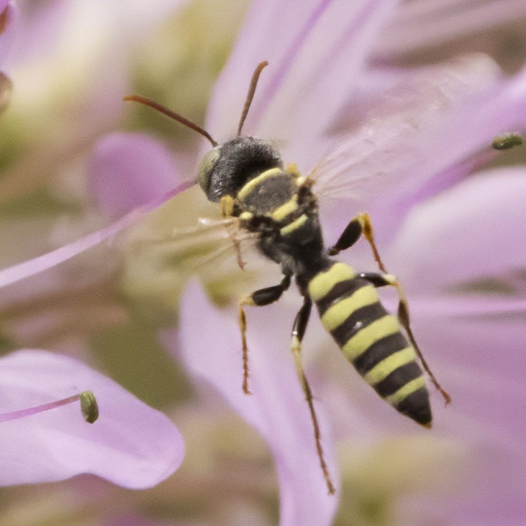 Square-headed Wasps, Sand Wasps, and Allies from Moffat County, CO, USA ...