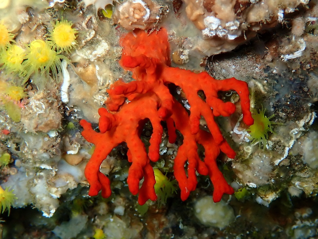 Mediterranean Red Coral in August 2023 by Sylvain Le Bris · iNaturalist