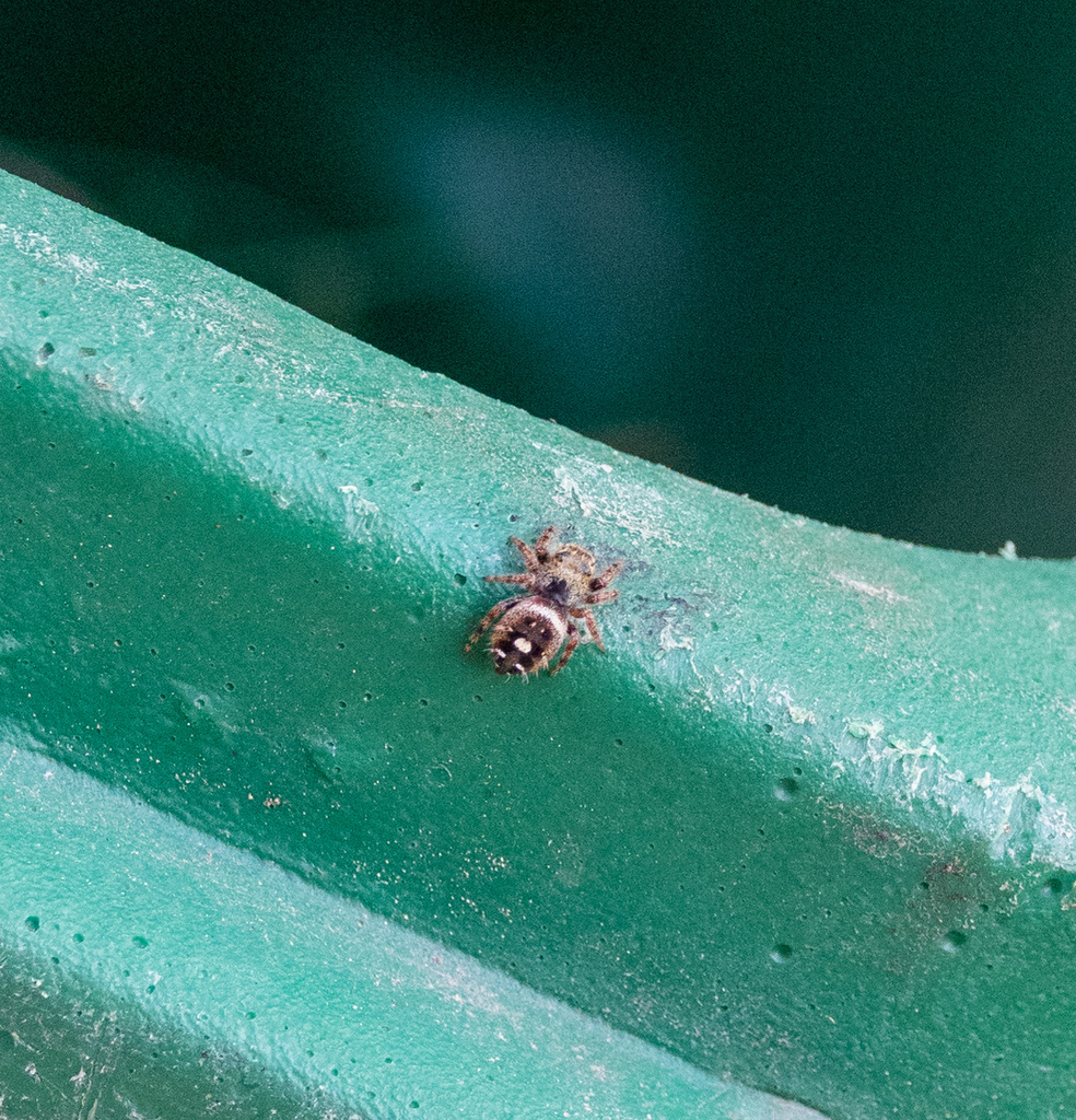 Bold Jumping Spider from Washington Park, Denver, CO, USA on August 20 ...