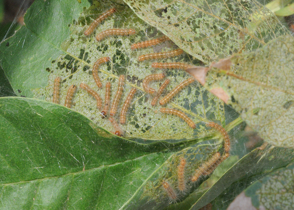 Fall Webworm Moth from Horseshoe Ranch Wildlife Area, CSNM, Siskiyou ...