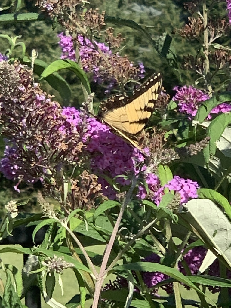 Eastern Tiger Swallowtail from Summit Cres, Woodstock, ON, CA on August ...
