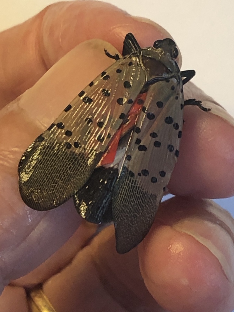 Spotted Lanternfly from Manhattan, New York, NY, US on August 22, 2023 ...