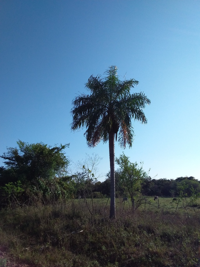 Macaw palm from Laishí Department, Formosa Province, Argentina on ...
