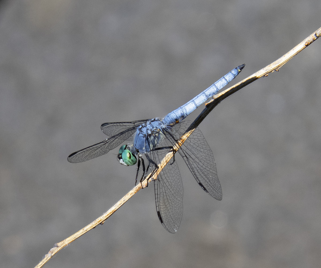 Blue Dasher from Earl Snell Park, Arlington, Gilliam Co., Oregon on ...