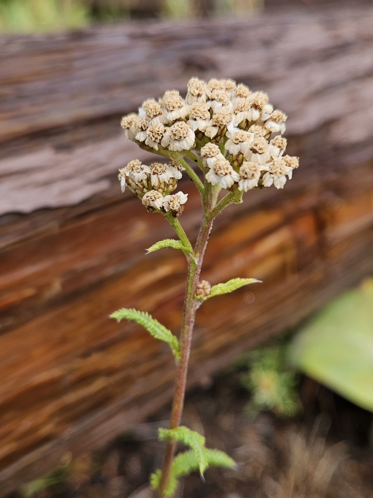 common yarrow from Bryce Canyon National Park Visitor Center on August ...