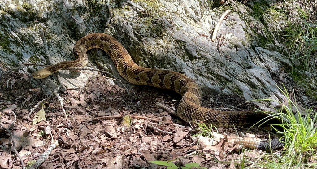Timber Rattlesnake in August 2023 by wschenck. Incredible · iNaturalist