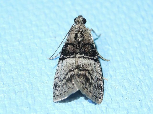 Maple Webworm Moth in August 2023 by privatenoaccess · iNaturalist