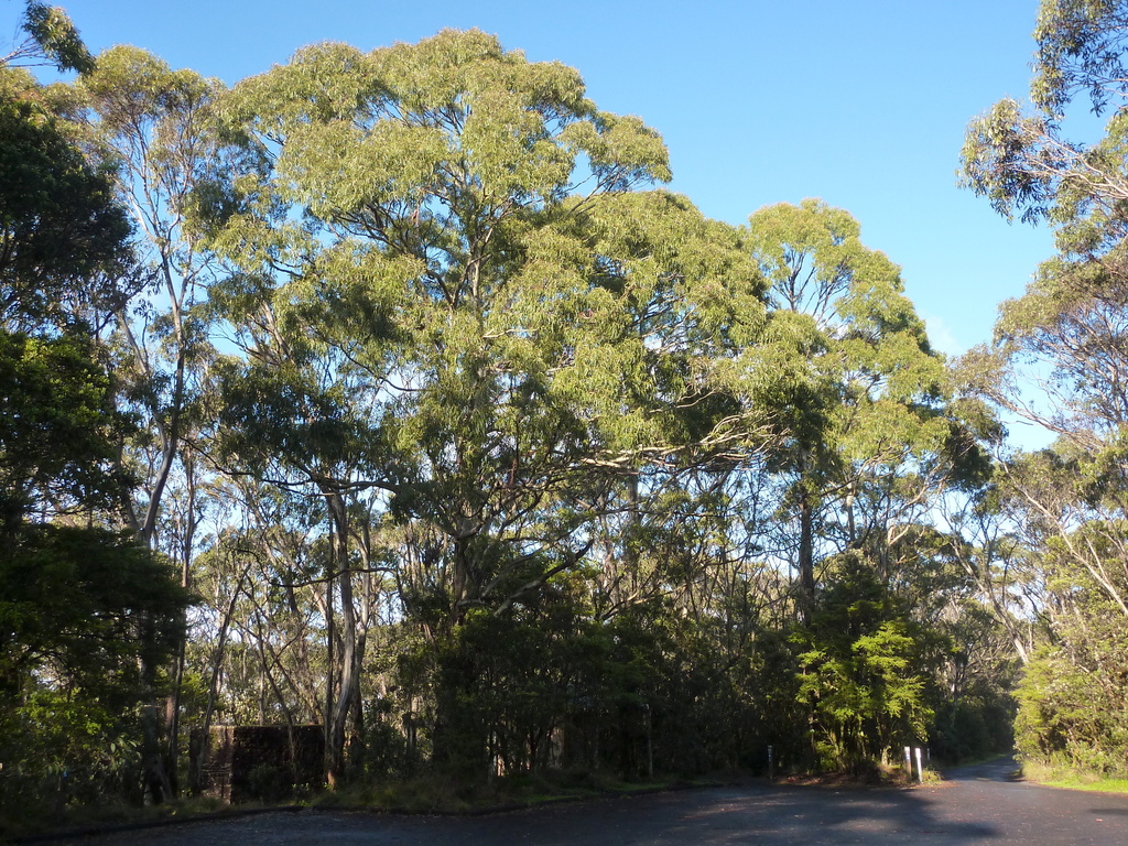 Shining Gum from Brinerville NSW 2454, Australia on March 13, 2011 at ...
