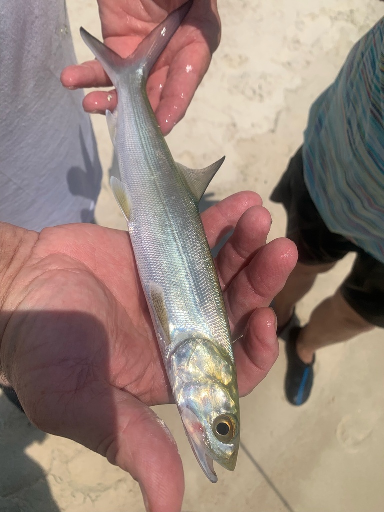 Ladyfish from Gulf of Mexico, Gulf Shores, AL, US on August 19, 2023 at ...