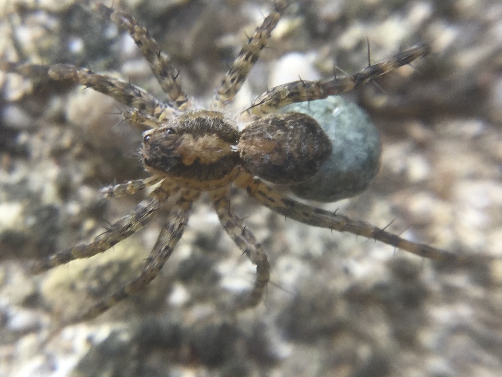 Shore Spider in August 2023 by Matthew Lindsey. See her heavily ...