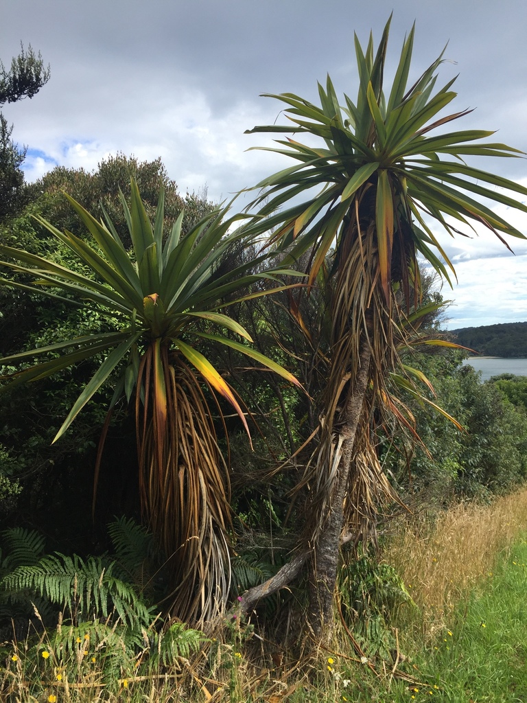Mountain Cabbage Tree from Rakiura National Park, Halfmoon Bay ...