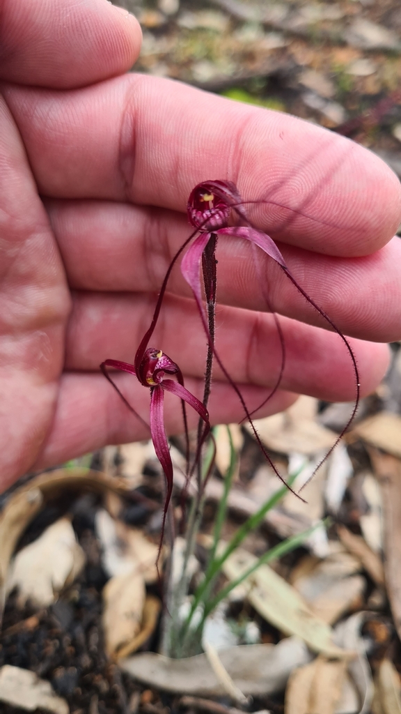 Blood spider orchid from Gorrie WA 6556, Australia on August 16, 2023 ...