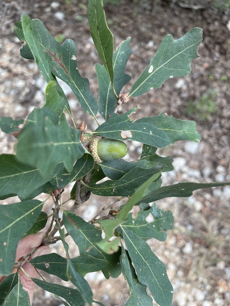 Lacey Oak from Bandera, TX, US on August 22, 2023 at 02:05 PM by ...