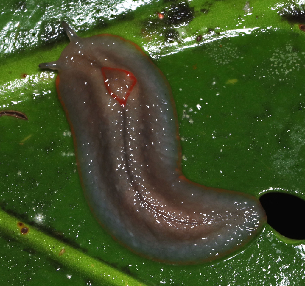 Red Triangle Slug in August 2023 by juliegraham173 · iNaturalist