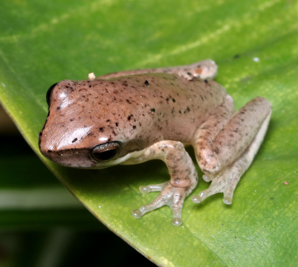 Eastern Dwarf Tree Frog in July 2023 by juliegraham173 · iNaturalist