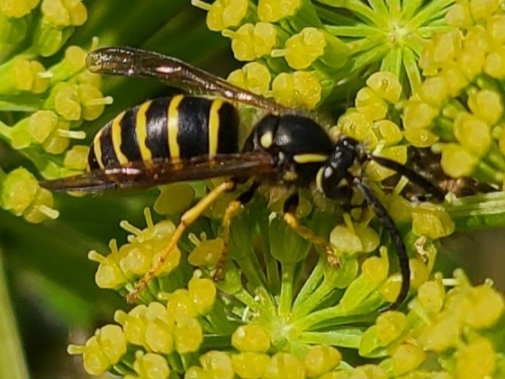Northern Aerial Yellowjacket from Bryson City, NC 28713, USA on August ...