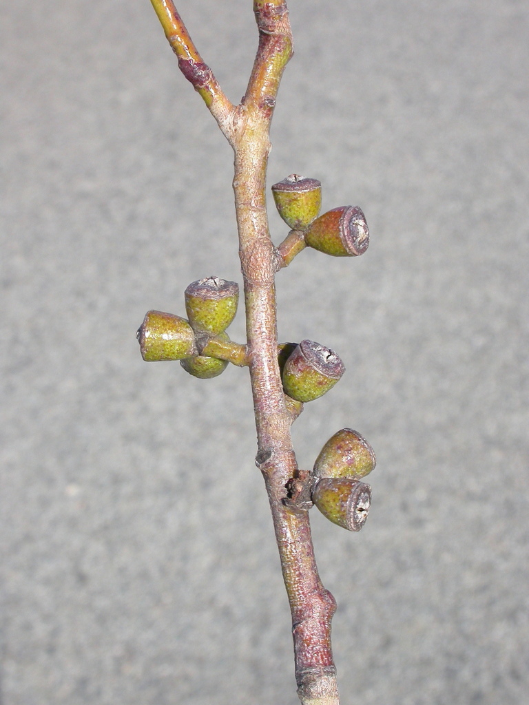 Long-leaved Box (Eucalyptus goniocalyx) - Botanical Realm