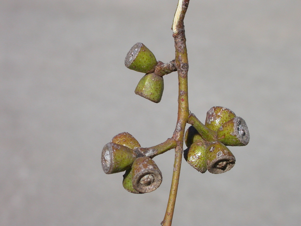 Long-leaved Box (Eucalyptus goniocalyx) - Botanical Realm