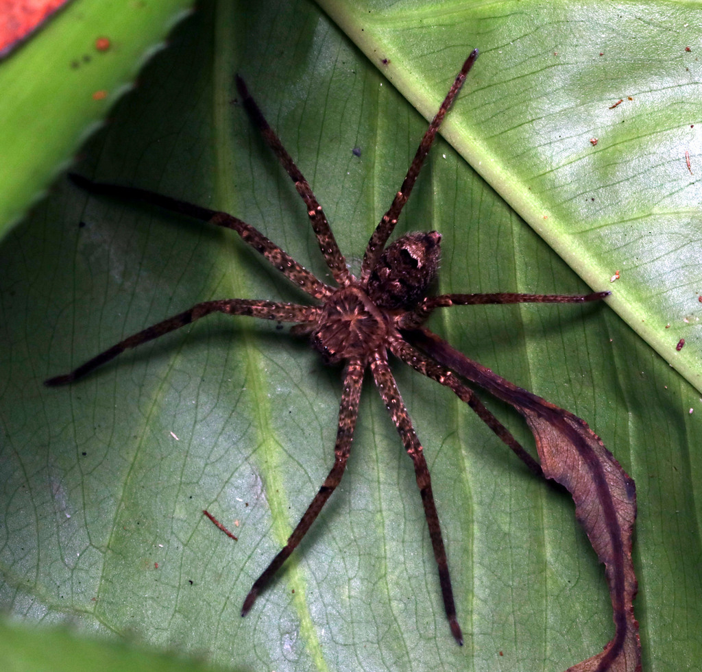 Long-legged Huntsman Spider in June 2023 by juliegraham173 · iNaturalist