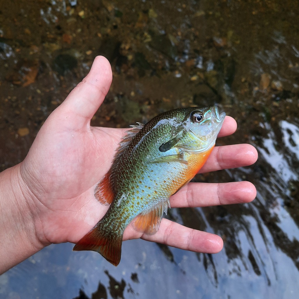 Redbreast Sunfish in August 2023 by Jacqueline Palacios · iNaturalist