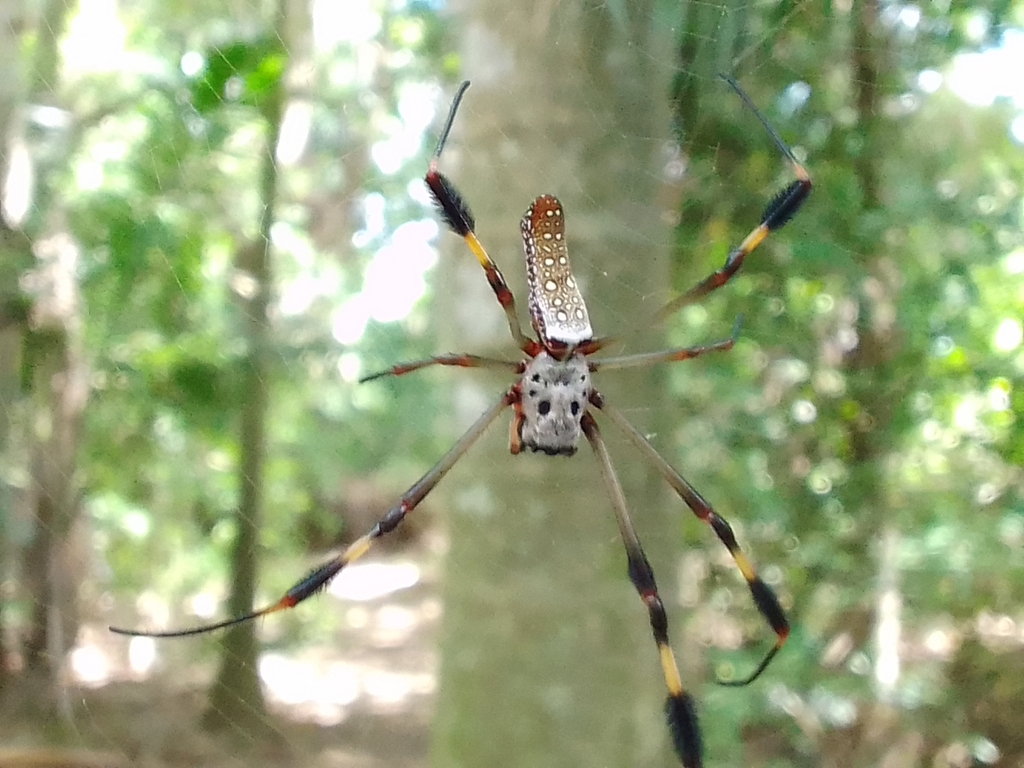 Golden Silk Spider from 2226+86P, El Zamorano, Honduras on August 20 ...