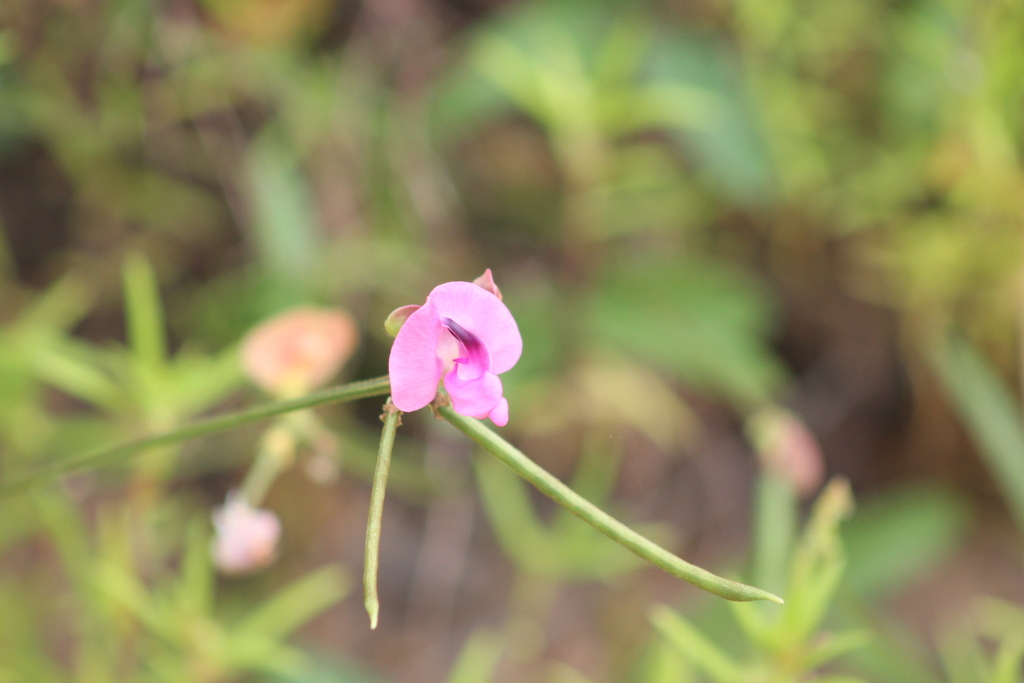 perennial wooly bean from Church View on August 22, 2023 at 09:45 AM by ...