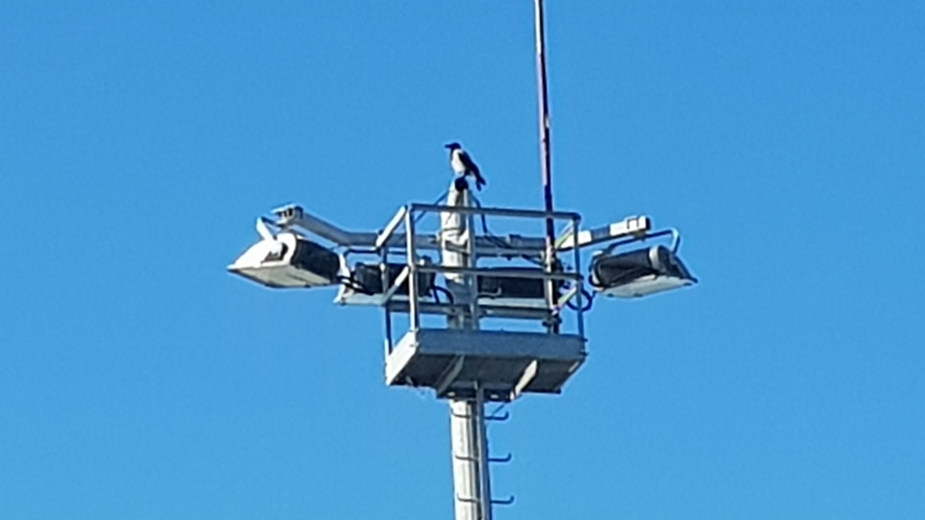 Hooded Crow from Arrivals 5, Larnaca, Cyprus on February 11, 2019 at 08 ...