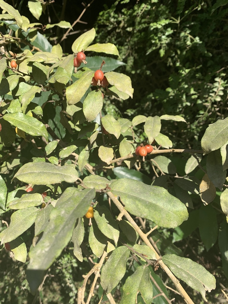 Elaeagnus reflexa from North Island, Coromandel, Waikato, NZ on August ...