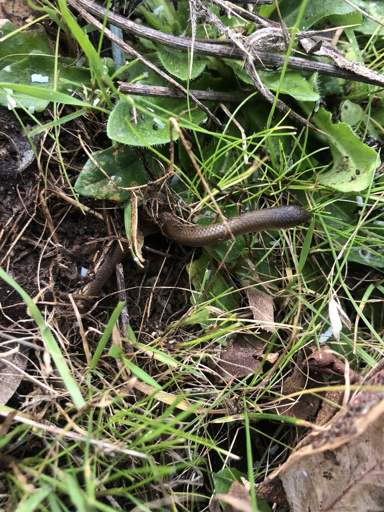 Patternless Delma from Winton Swamp, Winton North, VIC, AU on August 20 ...