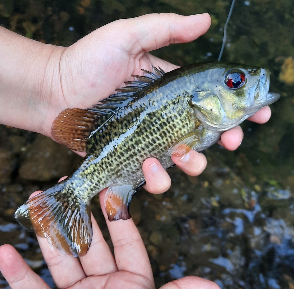 Rock Bass in August 2023 by Jacqueline Palacios · iNaturalist