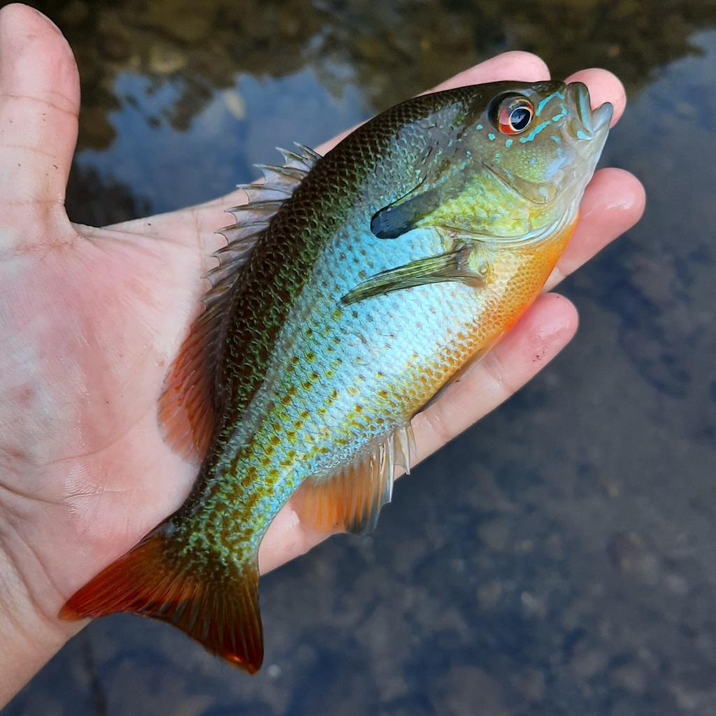 Redbreast Sunfish in August 2023 by Jacqueline Palacios · iNaturalist
