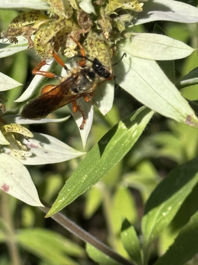 Great Golden Digger Wasp from Bonnies Way, Hampstead, NH, US on August ...