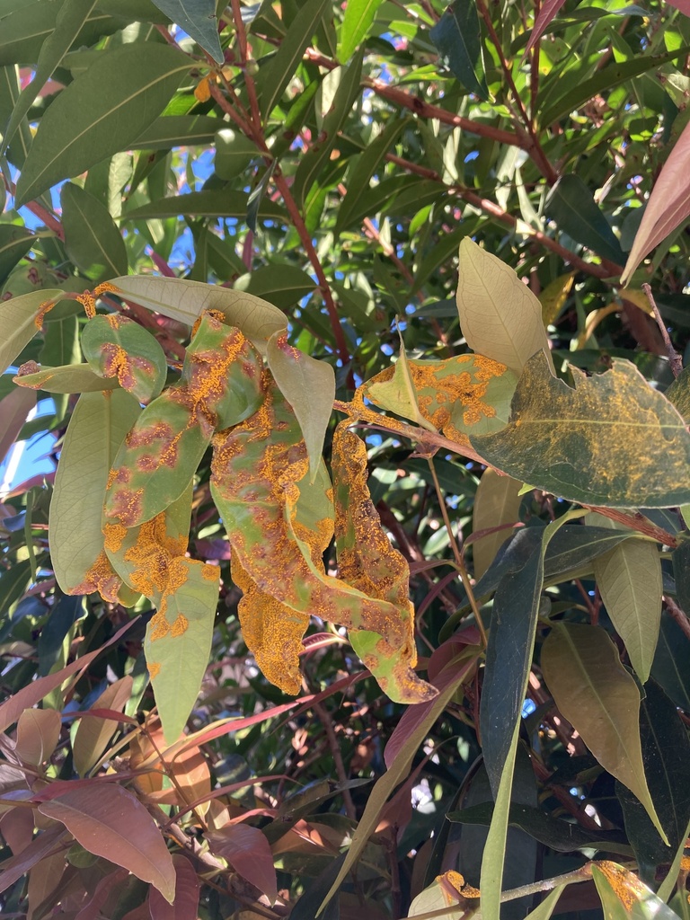 Myrtle Rust from Orient Rd, Yeronga, QLD, AU on August 23, 2023 at 09: ...