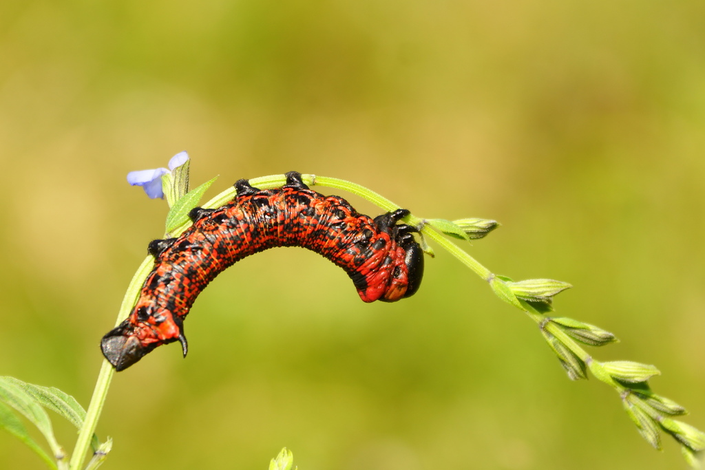 Separated Sphinx from Lomas de Lourdes, Saltillo, Coah., México on ...