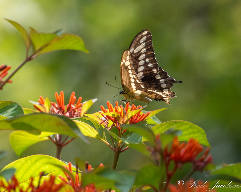 Eastern Giant Swallowtail from Pinellas County, FL, USA on August 6 ...