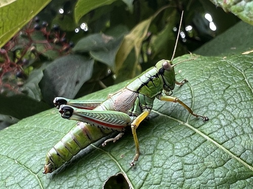 orthoptera-jp's Identifications · iNaturalist