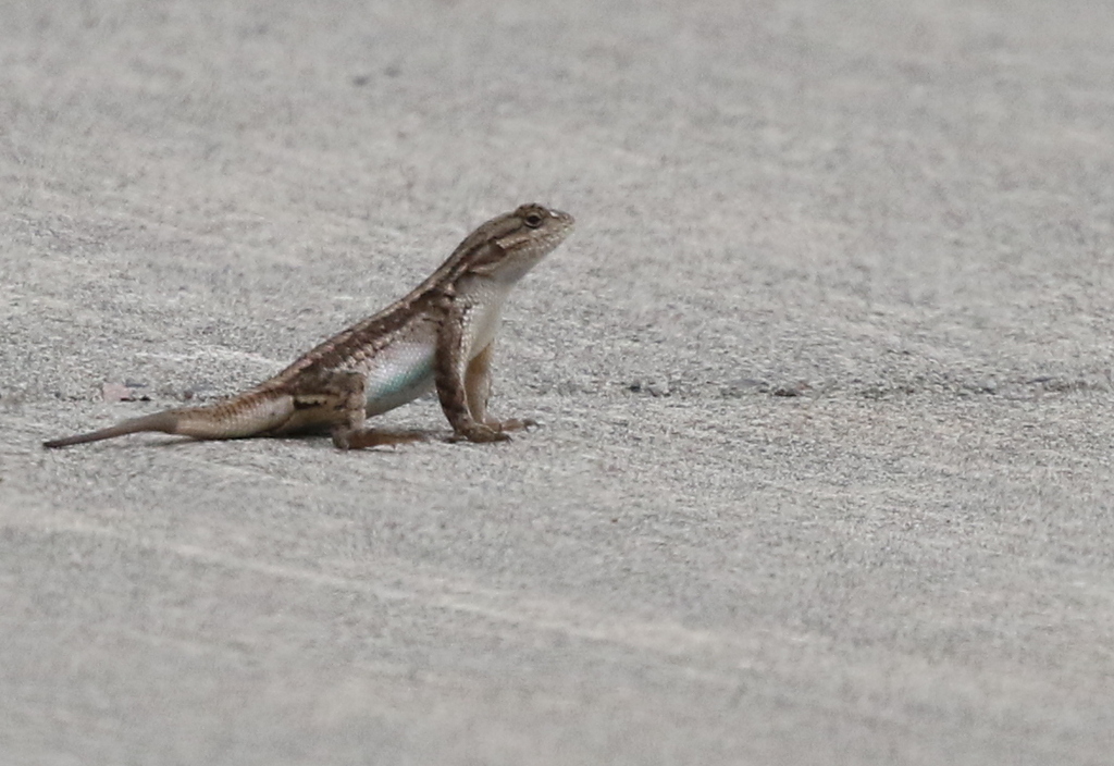 Western Fence Lizard from Klickitat County, WA, USA on August 4, 2023 ...
