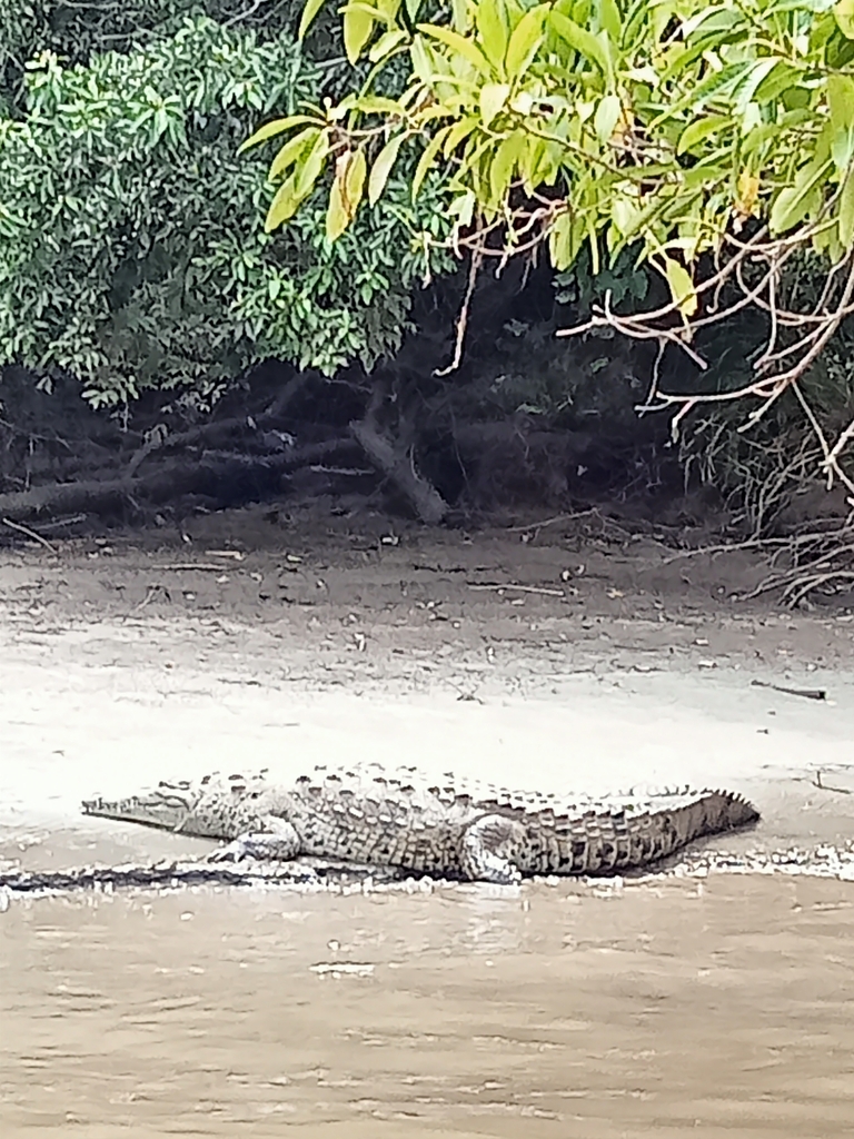 American Crocodile from 29015 Chis., México on August 13, 2023 at 01:58 ...