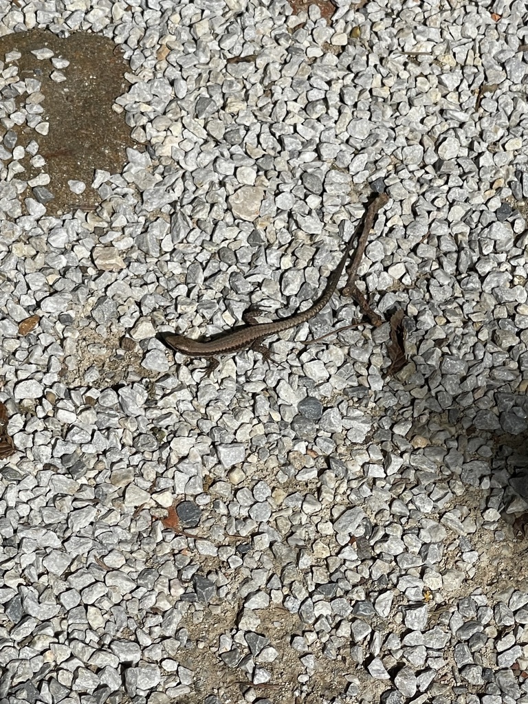 Common Wall Lizard from The Wharf, Washington, DC, US on August 21 ...