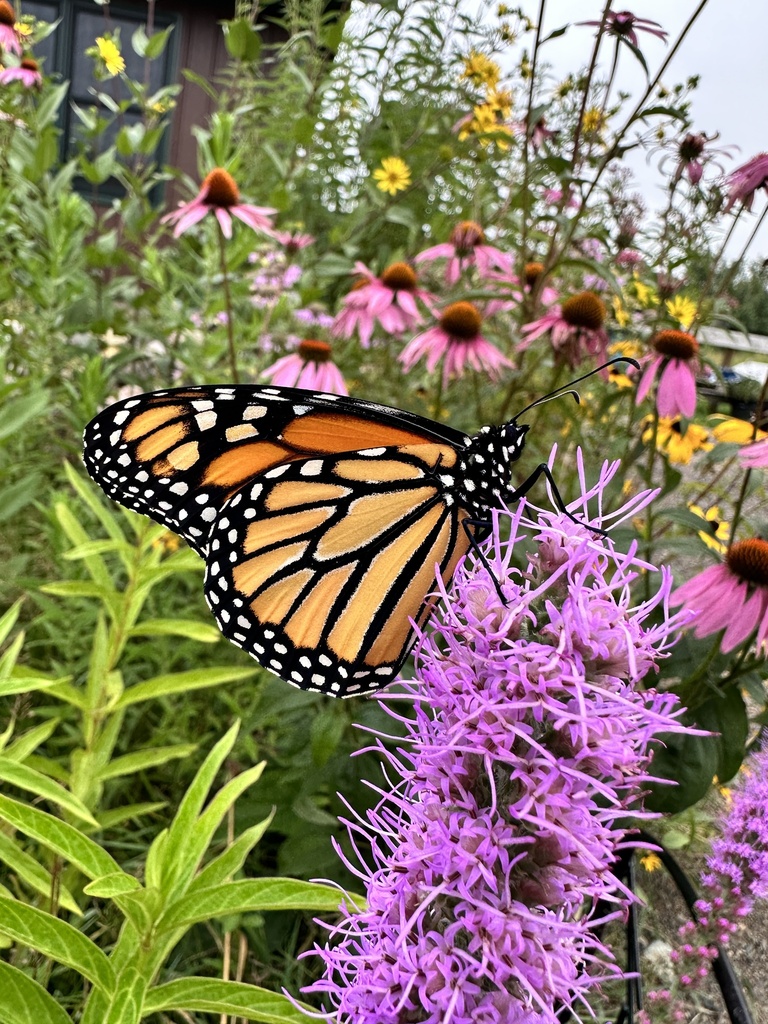Monarch from Loon Lake Rd, Aurora, MN, US on August 22, 2023 at 05:17 ...