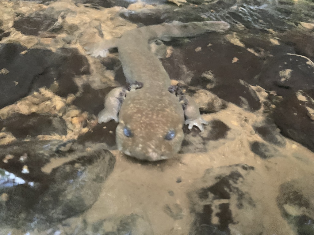 Pacific Giant Salamander from Oregon, US on August 22, 2023 at 04:19 PM ...