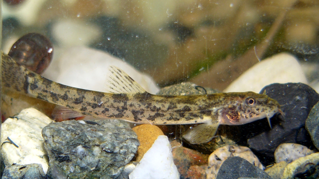 Stone Loach (Pyrenees' Biodiversity) · iNaturalist