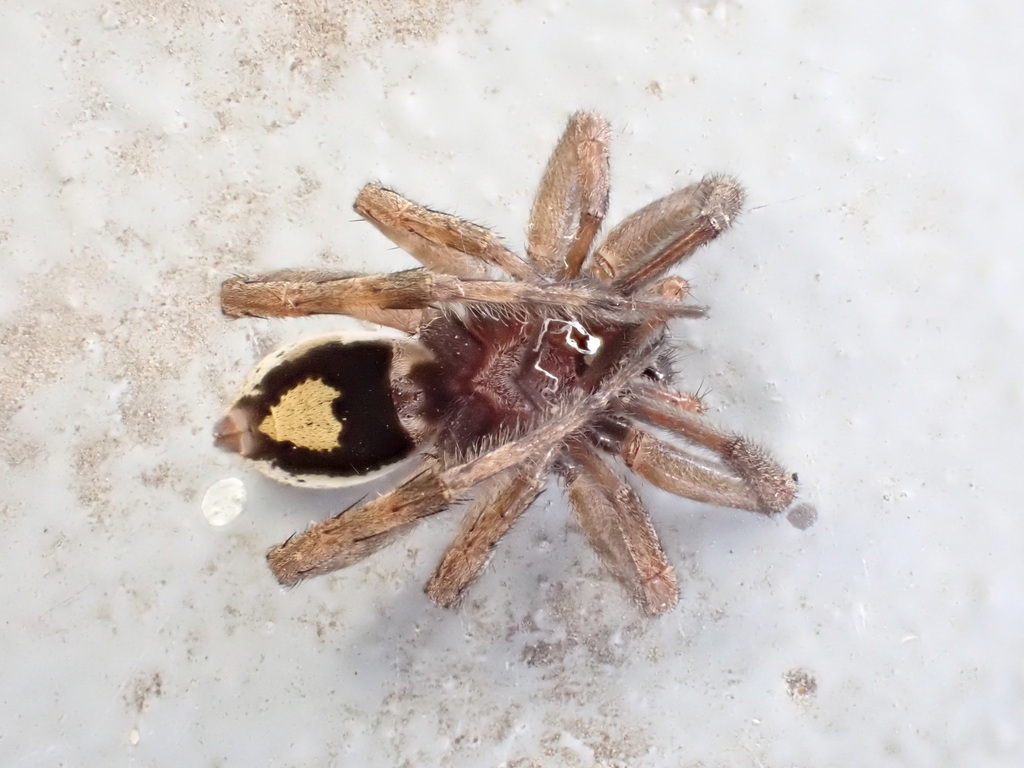 lance wolf spider from Franklin County, MO, USA on August 17, 2023 at ...