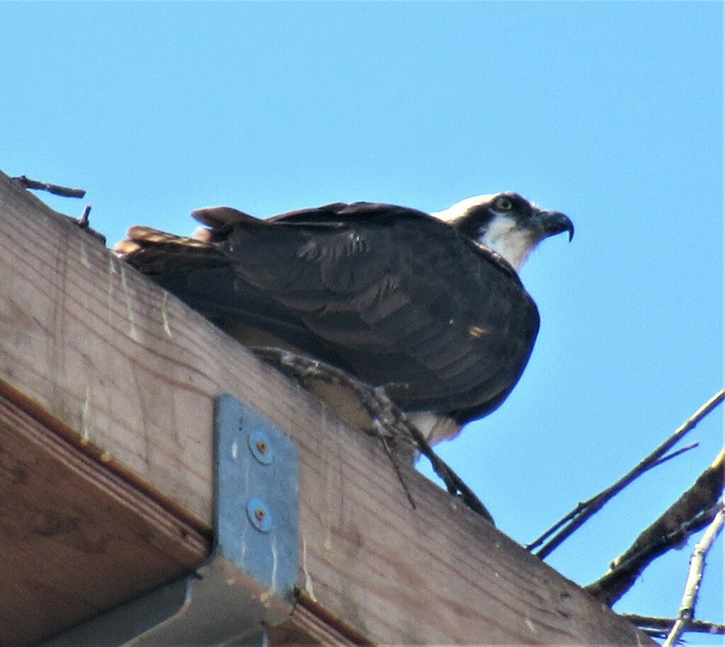 Osprey from 10533 35th Ave NE, Seattle, WA 98125 on August 22, 2023 at ...