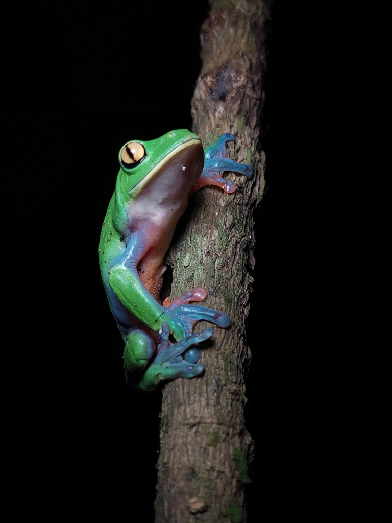 Blue-sided Tree Frog in February 2022 by Fran. Hembra adulta, único ...