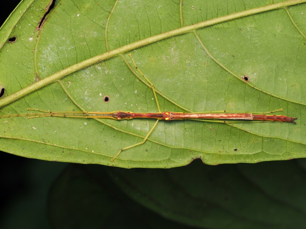 Stick Insects in May 2023 by Fiora Li. Singaporoidea sp? · iNaturalist