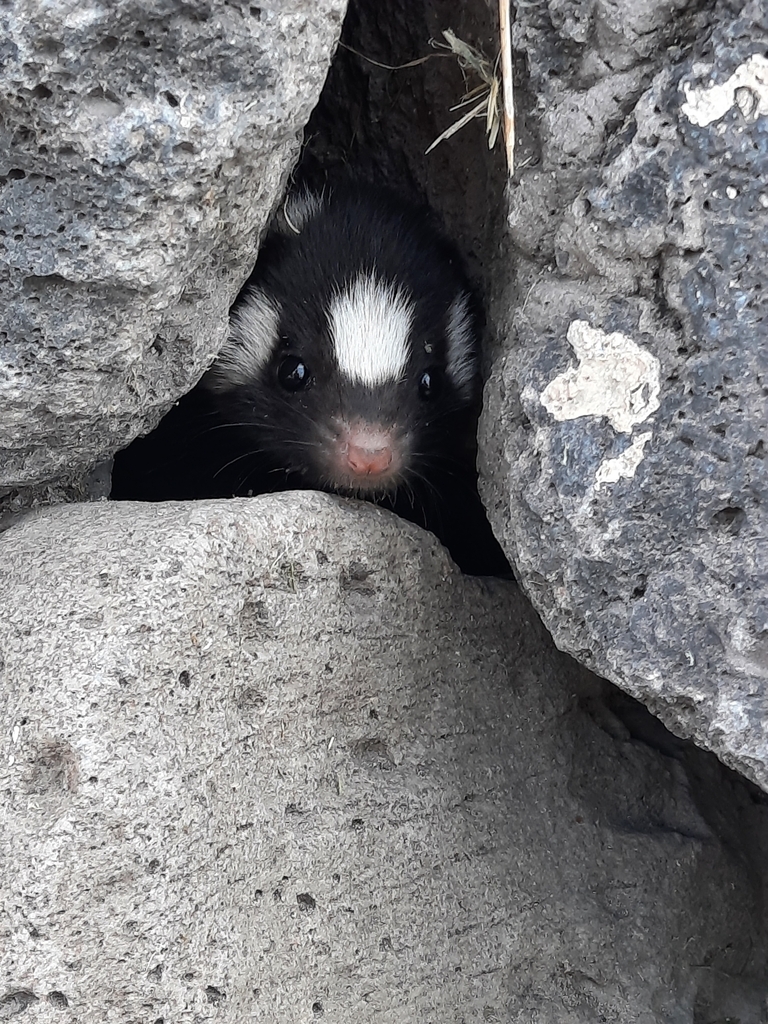 Western Spotted Skunk from 76269 Zibatá, Qro., México on September 28 ...