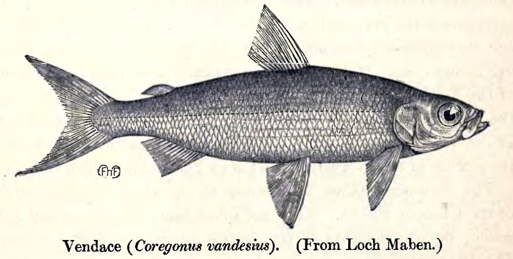 Vendace (Coregonus vandesius) - Marine Life Identification